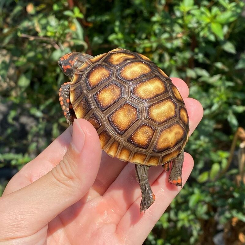 Baby Turtles for sale - exotic tortoises - Best tortoise shop online ...