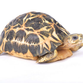 Baby Turtles for sale - exotic tortoises - Best tortoise shop online ...