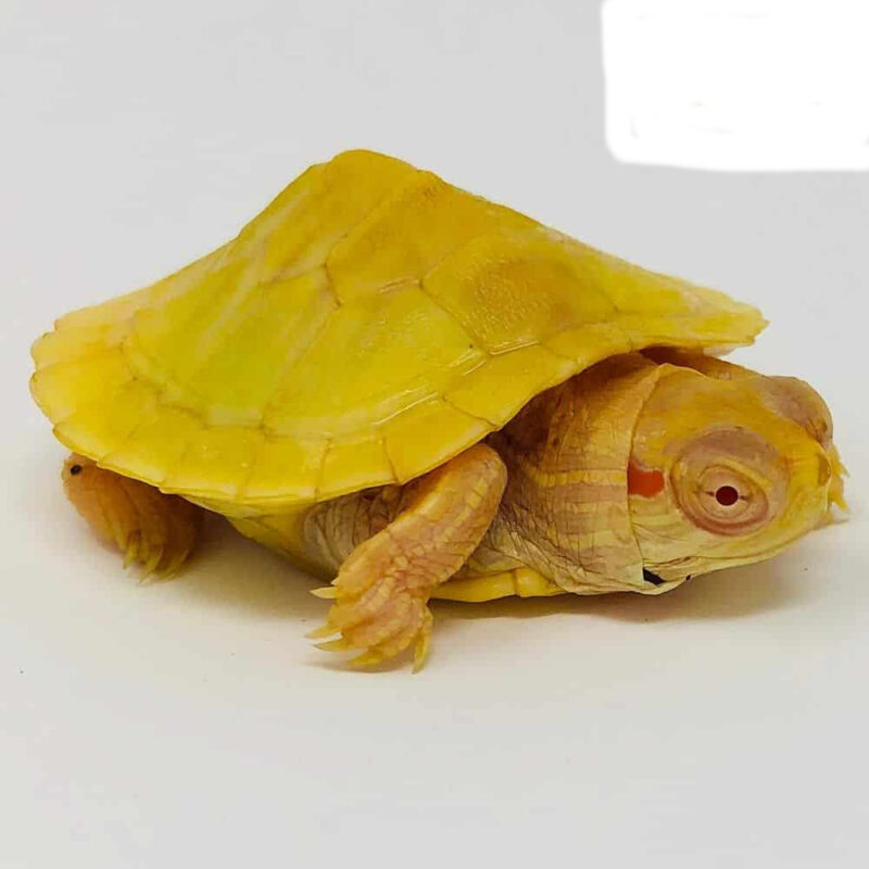 Western Painted Turtle for sale - From exotic tortoises worldwide delivery
