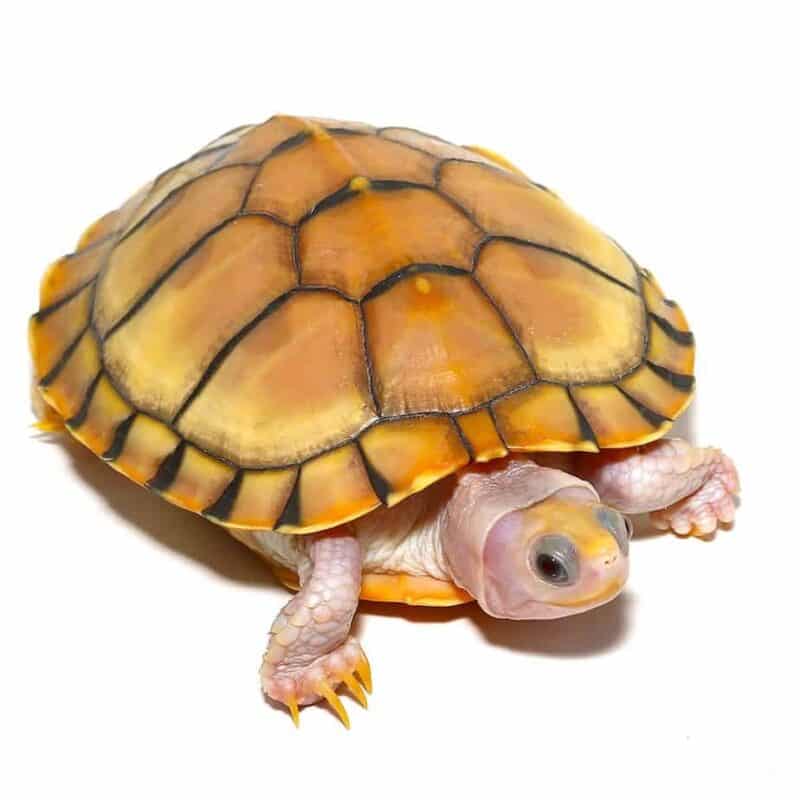 Where to buy turtles near me - Exotic Tortoise - Turtle Breeders online