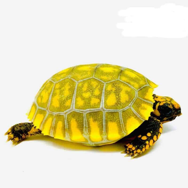 eastern painted turtles for sale - exotic tortoises | painted turtle ...