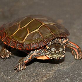 Where to buy turtles near me - Exotic Tortoise - Turtle Breeders online